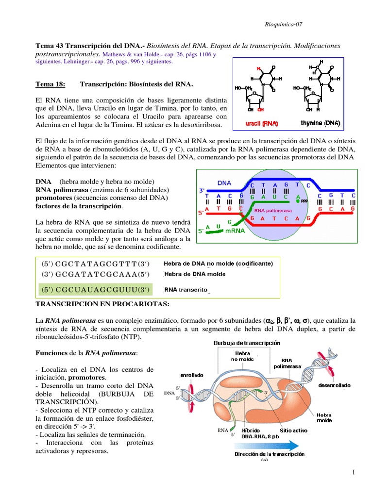 Transcripcion | PDF | Rna | Adn
