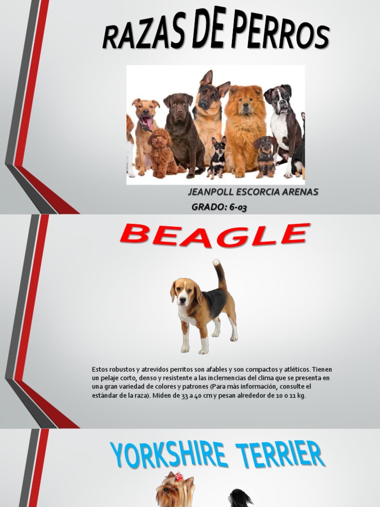 Razas de Perros | PDF | Perros | Razas de perros