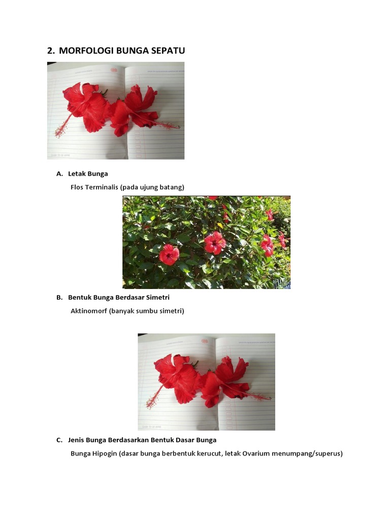 Morfologi Bunga Sepatu-1 | PDF | Griya & Taman