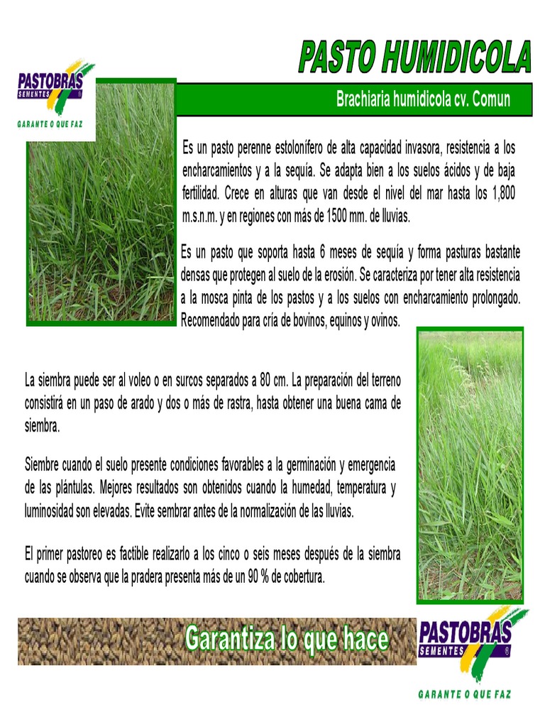 Brachiaria Humidicola Cv. Humidicola | PDF | Siembra | Precipitación