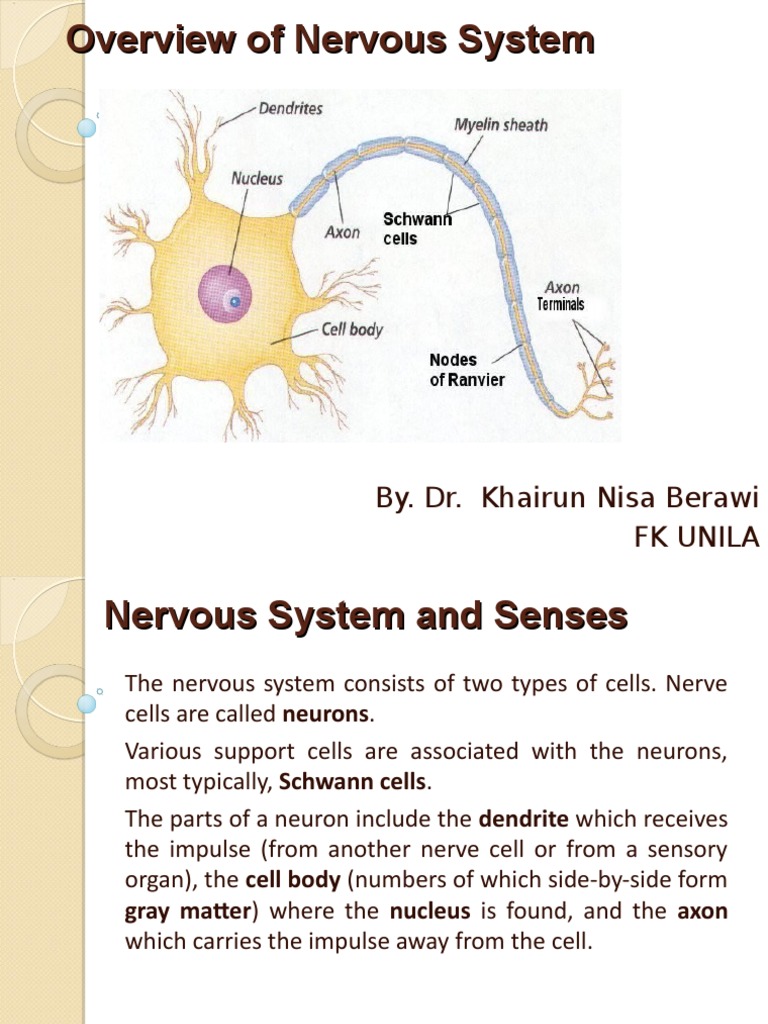 Overview of Nervous System | PDF | Chemical Synapse | Neurotransmitter