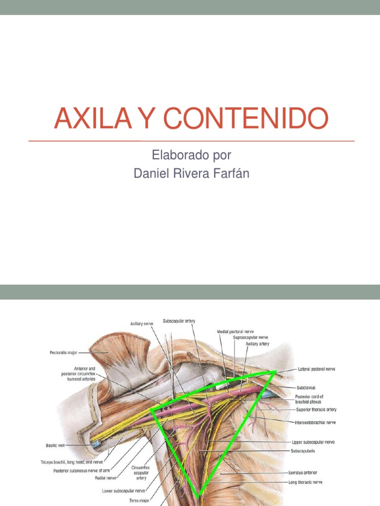 Anatomía de la Axila y su Contenido | PDF | Tórax | Extremidades (anatomía)