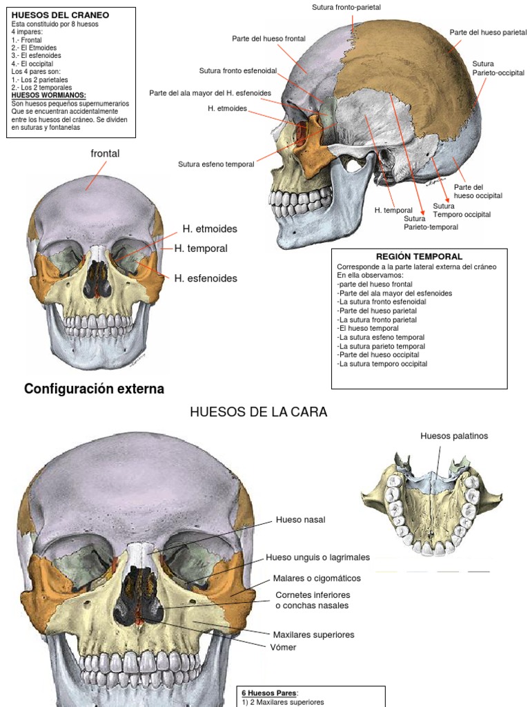 Cabeza OSEA | PDF | Cráneo | Anatomía humana