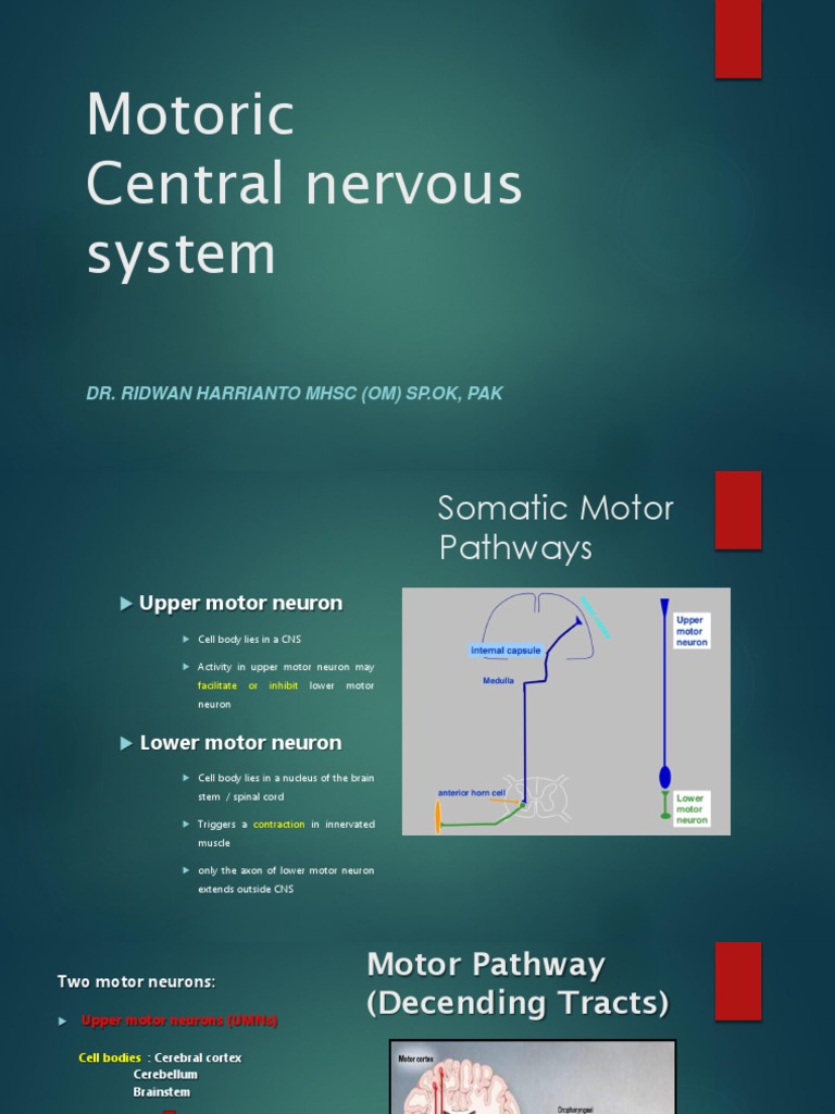 Motoric Central Nervous System: Dr. Ridwan Harrianto MHSC (Om) SP - Ok ...