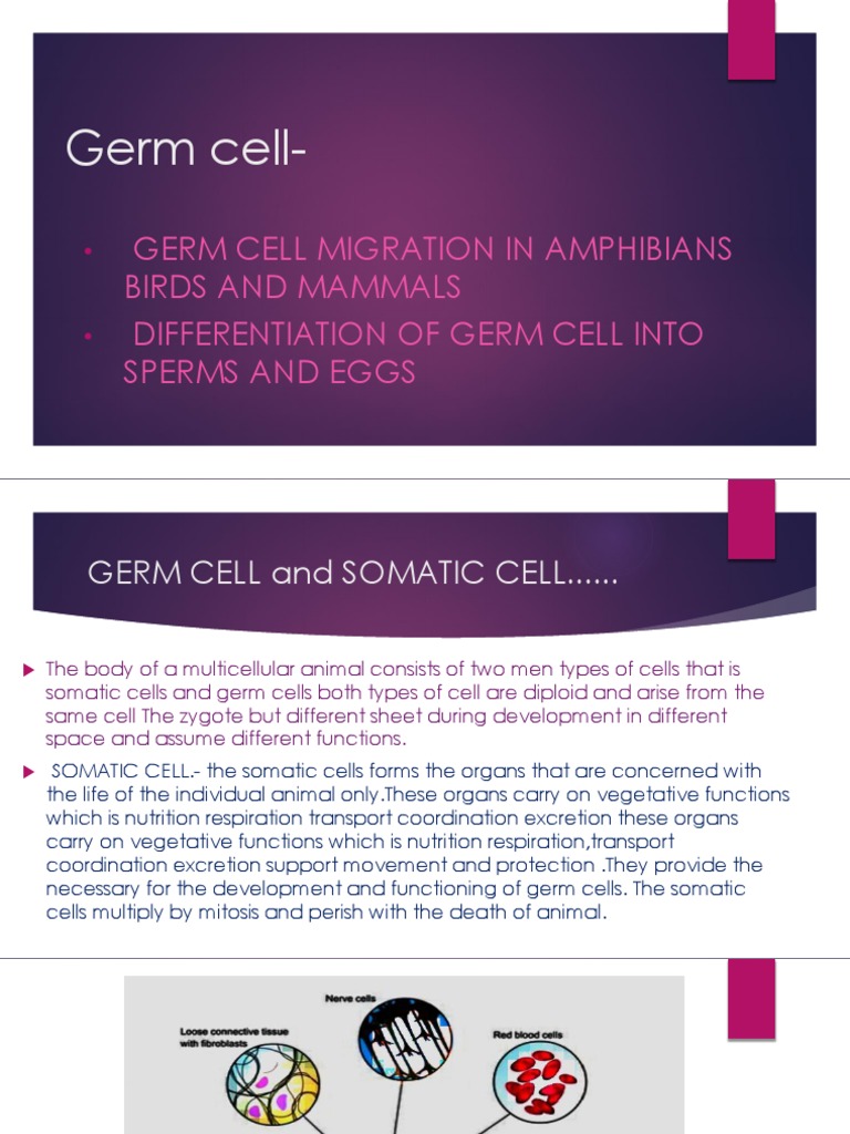 Germ Cell Final PPT Dev. Bio | PDF | Sexual Reproduction | Meiosis