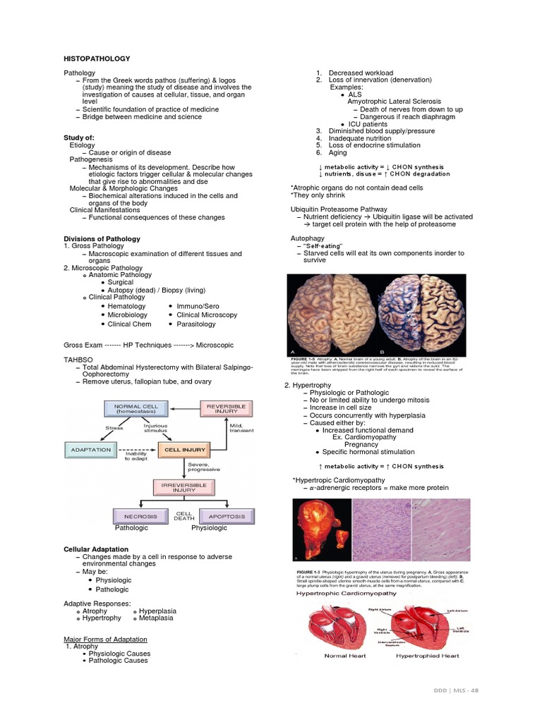 Histopathology Notes | PDF | Necrosis | Inflammation