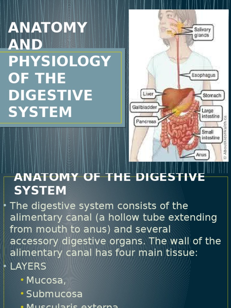 Anatomy AND Physiology of The Digestive System | PDF | Human Digestive ...