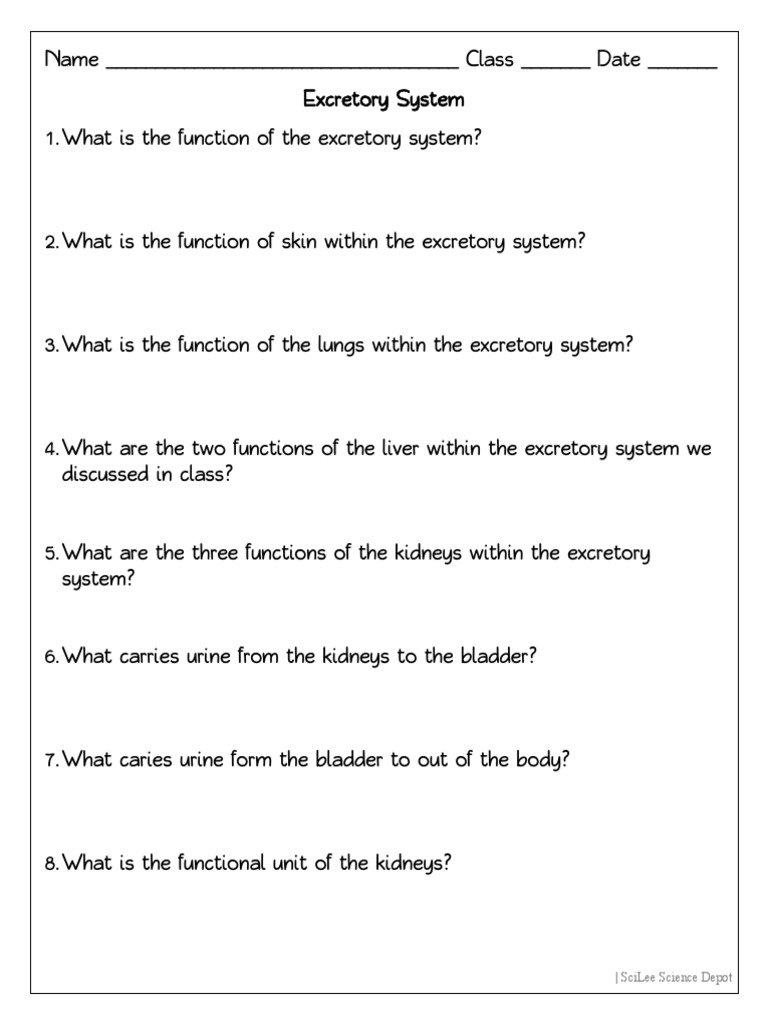 The Excretory System Worksheet | PDF