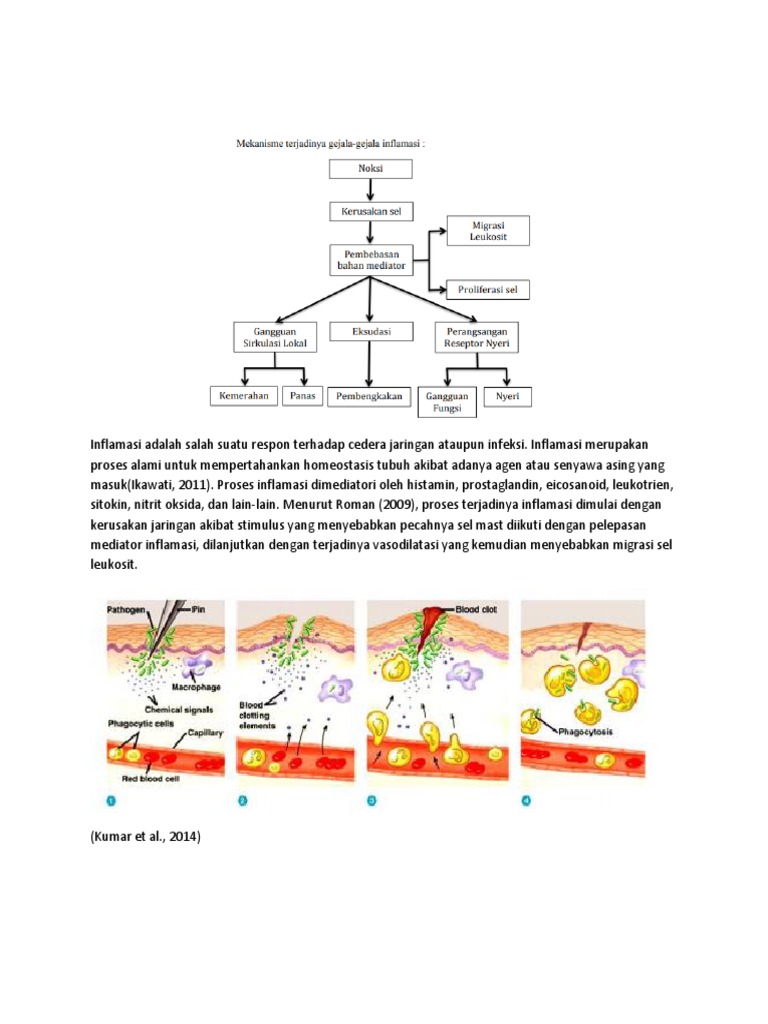 Mekanisme Inflamasi | PDF