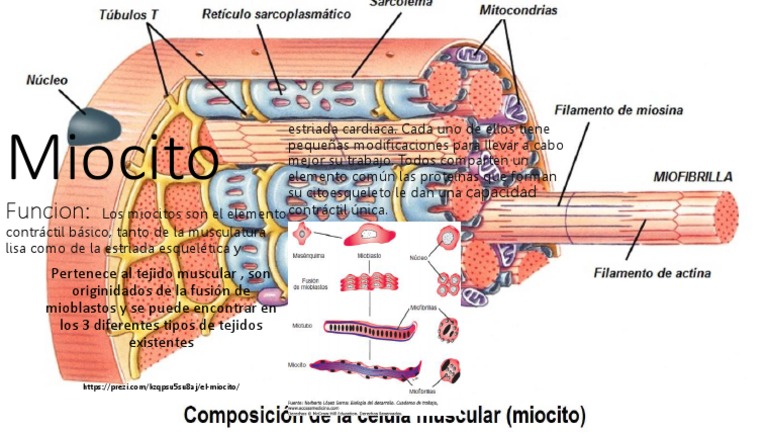 Miocito: Funcion | Ciencia de la danza | Músculo