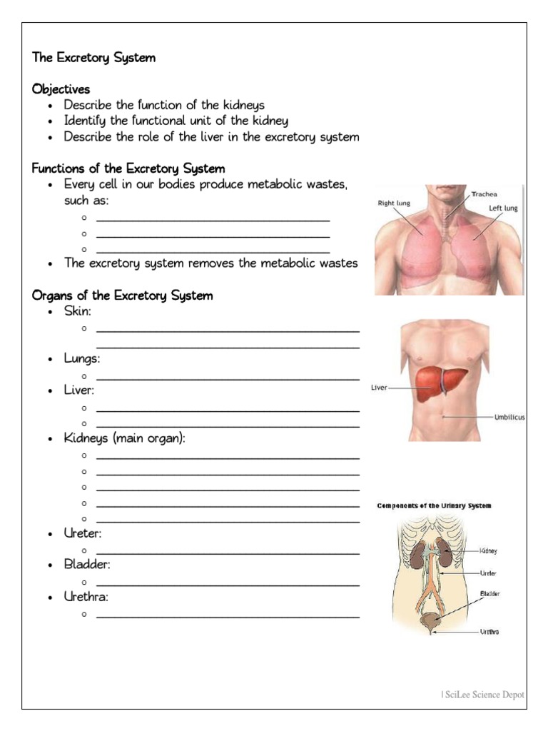 The Excretory System Student Guided Notes | PDF | Kidney | Urinary System