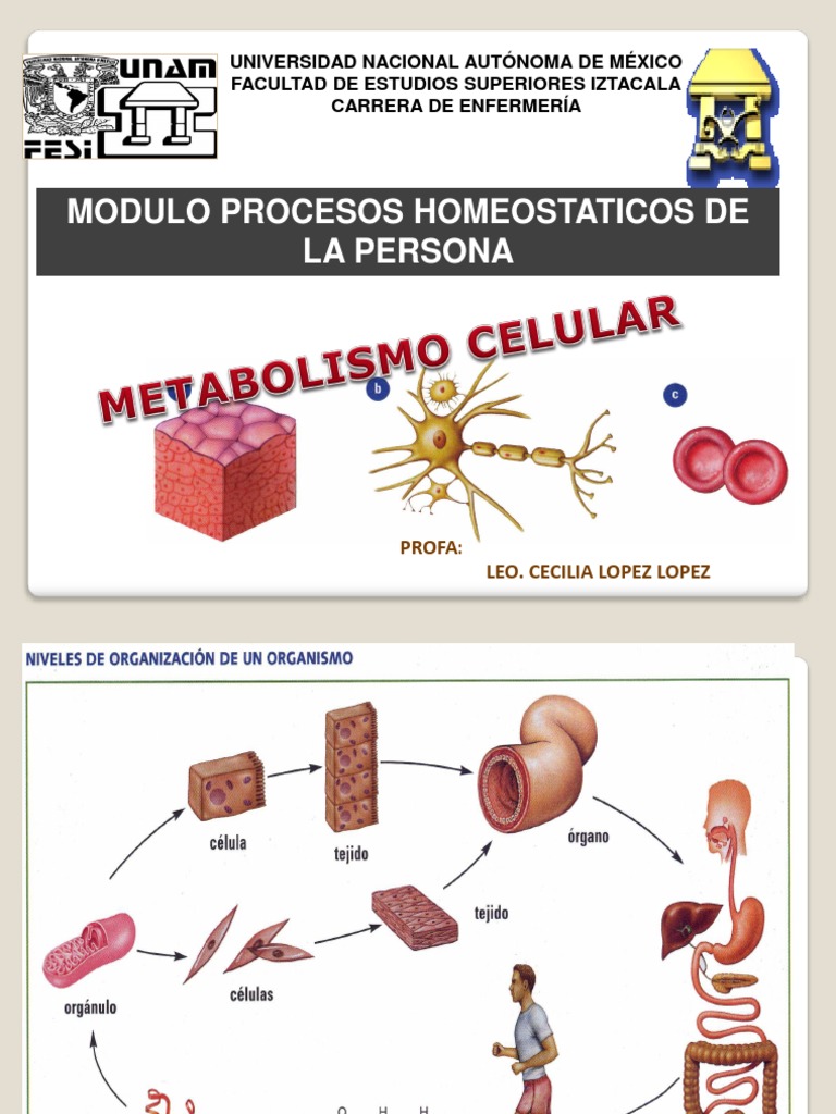 Procesos Metabólicos en Células | PDF | Glucólisis | Ciclo del ácido ...
