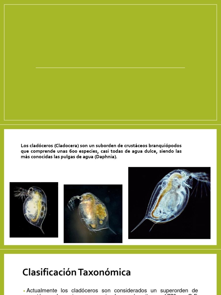 Cladocera | PDF | Organismos | Naturaleza