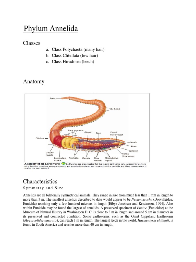 Phylum Annelida: Classes | Download Free PDF | Organisms | Biology