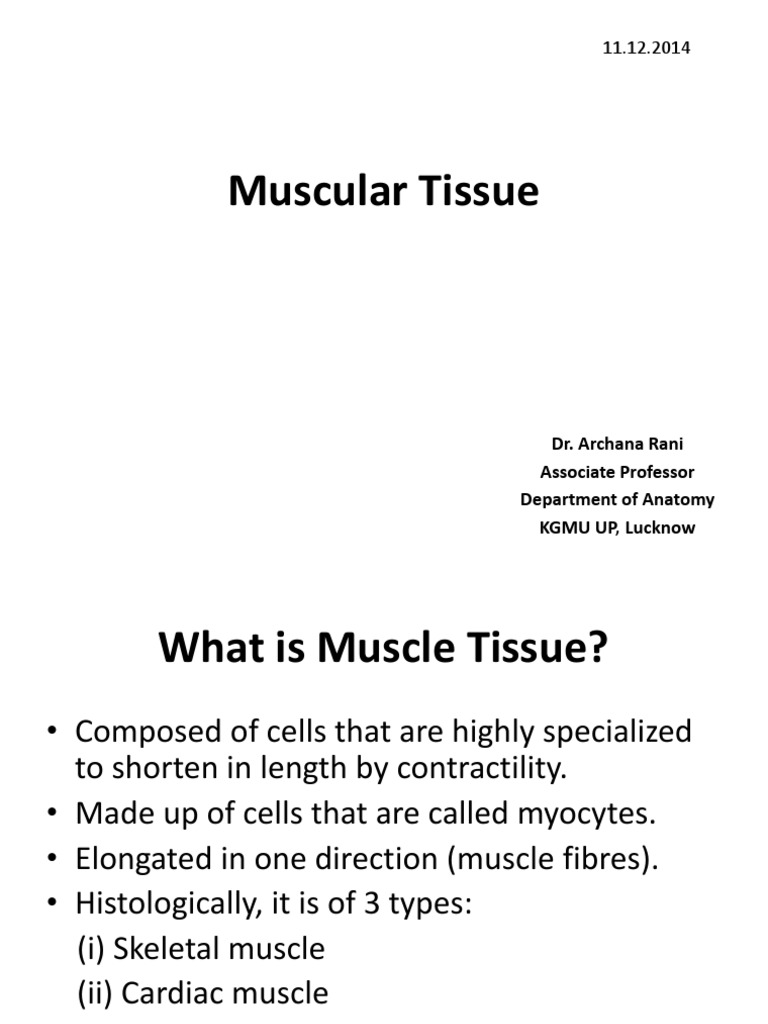 Muscle Tissue | PDF | Skeletal Muscle | Muscle Contraction