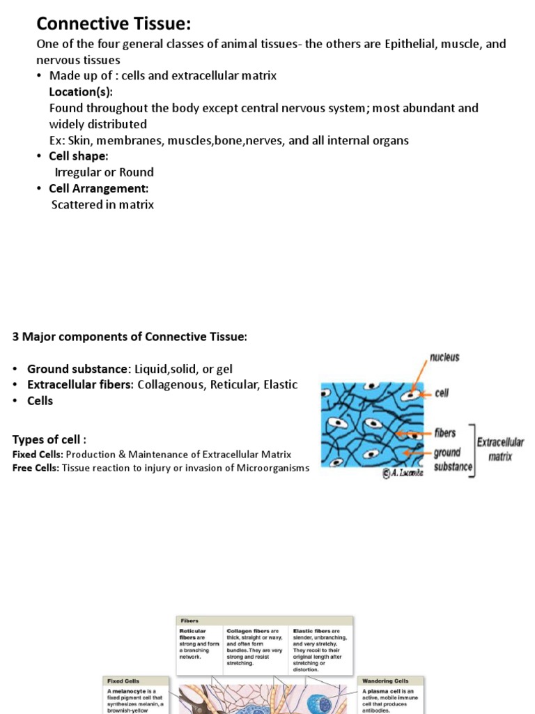 Connective Tissue | PDF | Connective Tissue | Extracellular Matrix
