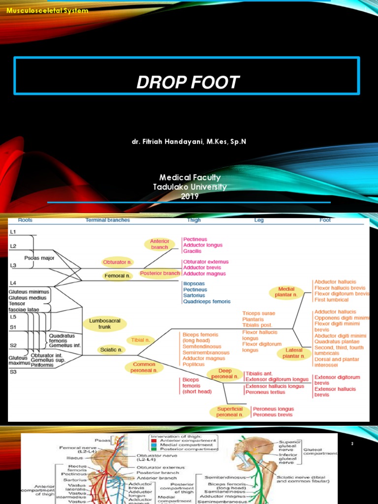 Foot Drop | PDF | Foot | Human Leg