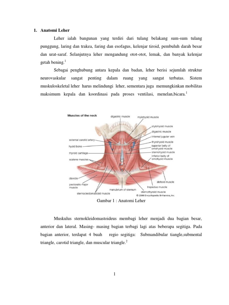 Anatomi Leher | PDF