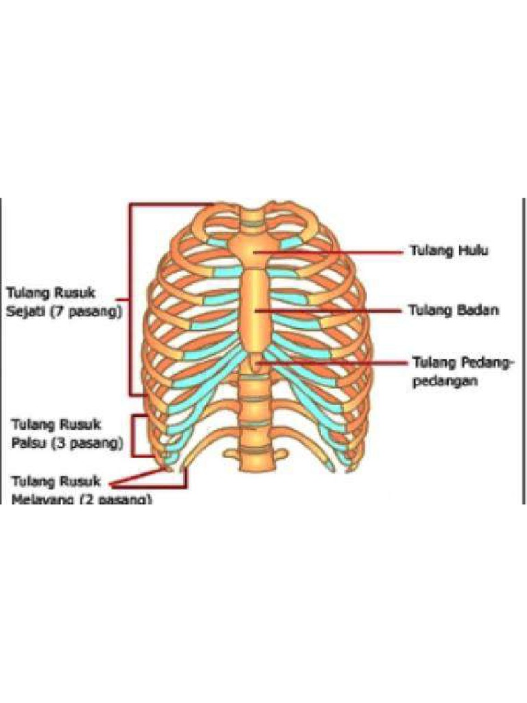 Gambar Tulang Rusuk | PDF