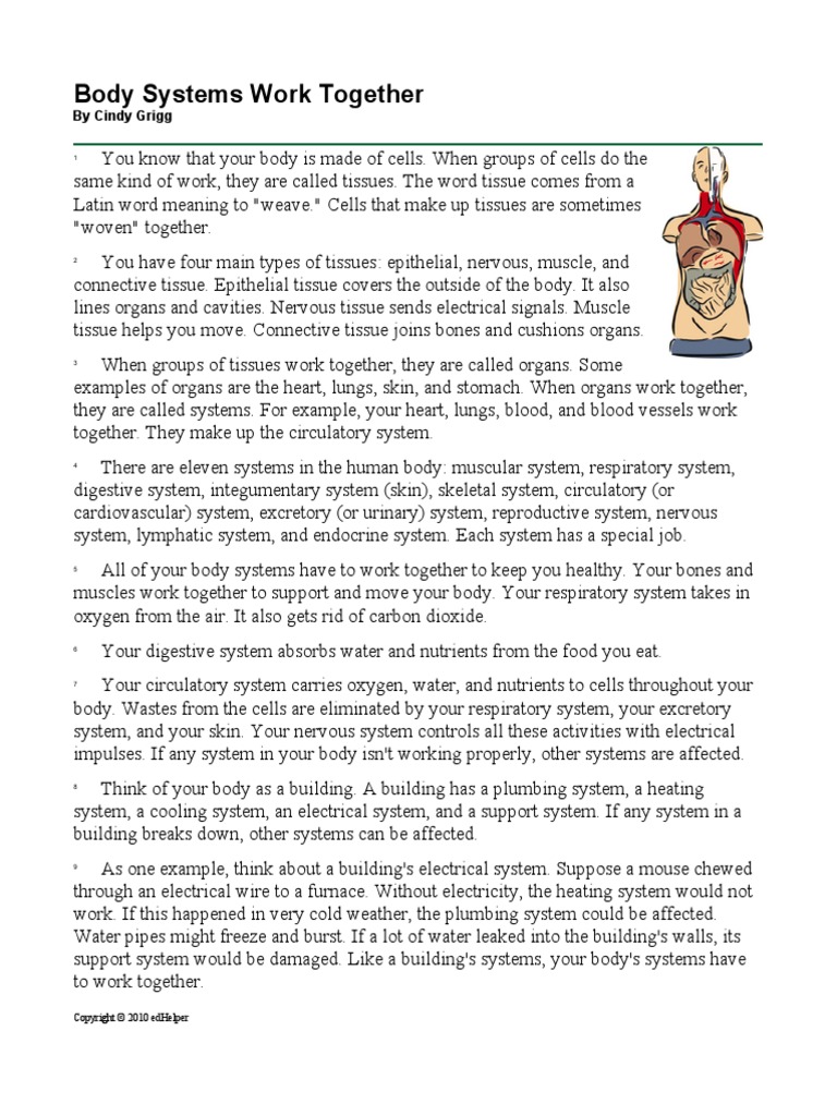 Body Systems Work Together Reading PDF | PDF | Human Body | Circulatory ...