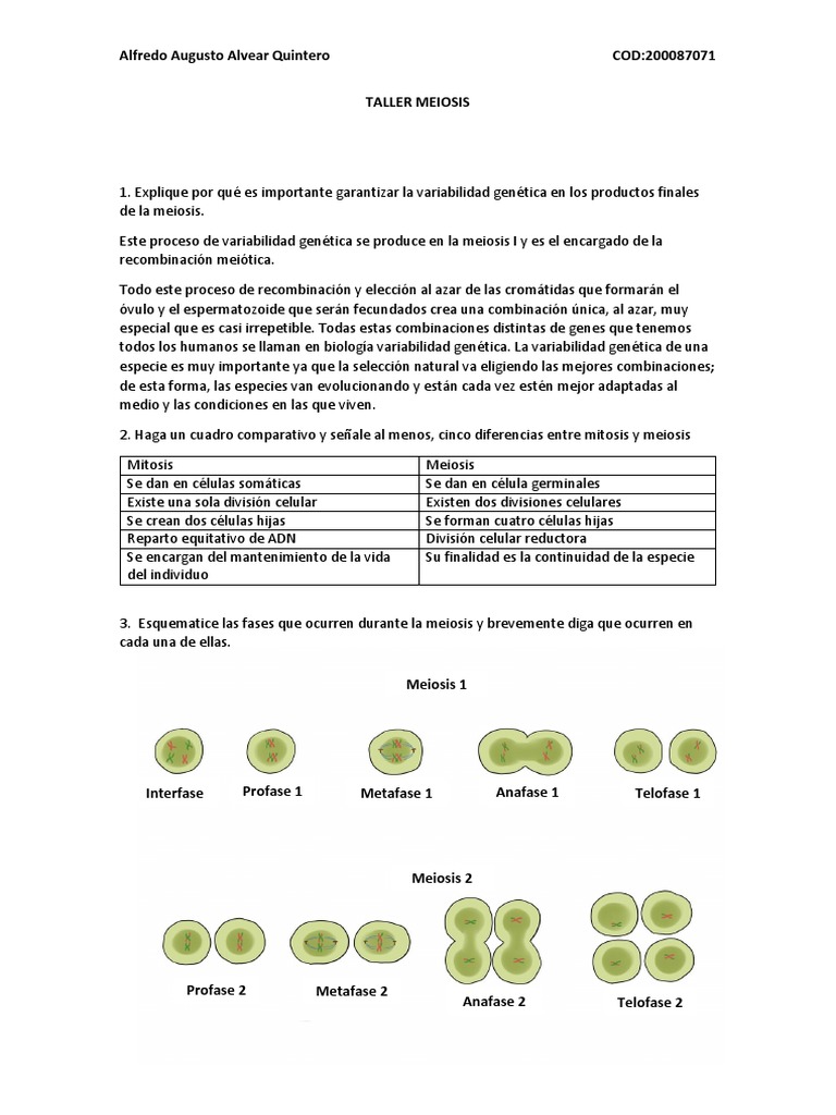 Taller Meiosis | PDF | Mitosis | Mitosis