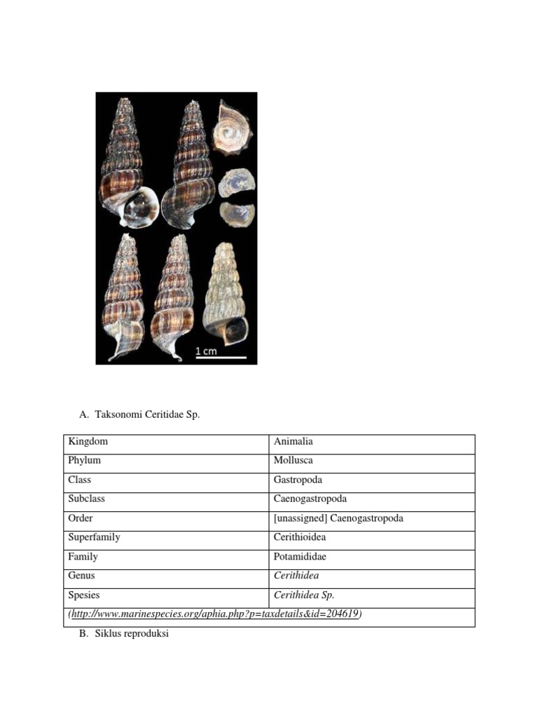 Taksonomi dan Ekologi Cerithidea Sp. | PDF | Sains & Matematika