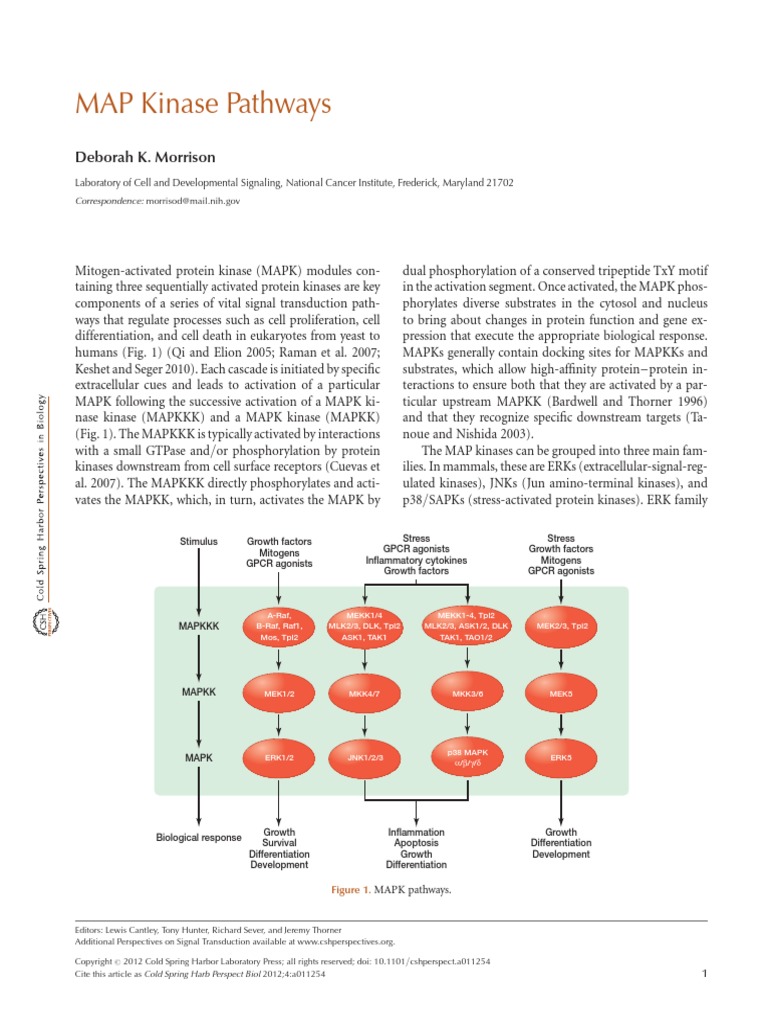 Review - MAP Kinase Pathways | PDF | Mitogen Activated Protein Kinase ...