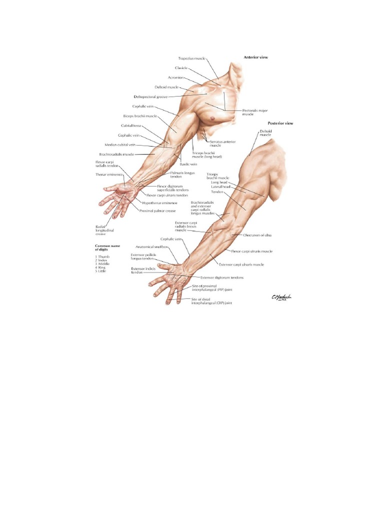 Ruptur Tendon Ekstensor | PDF
