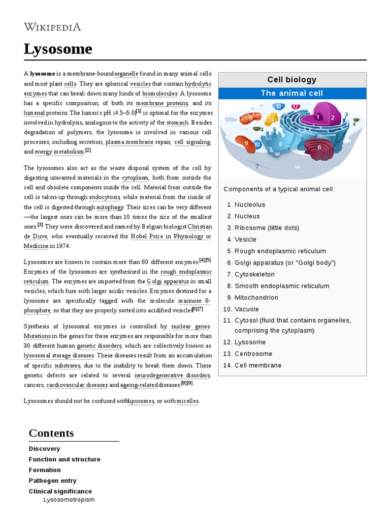 Lysosome: The Animal Cell | PDF | Lysosome | Biochemistry