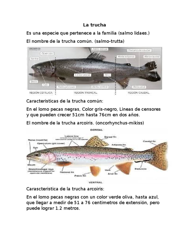 Características y desarrollo de la trucha | PDF | Trucha | Pescado