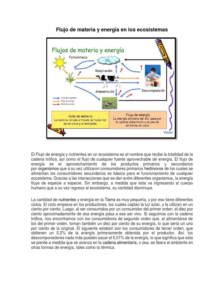 Flujo de Materia y Energía en Los Ecosistemas | PDF | Plantas | Organismos