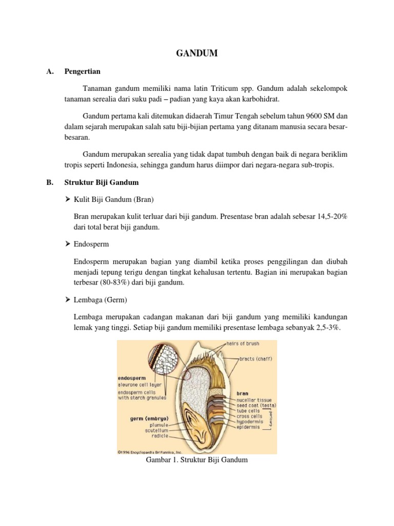 Makalah Tekpang - Pengolahan Dari Gandum | PDF