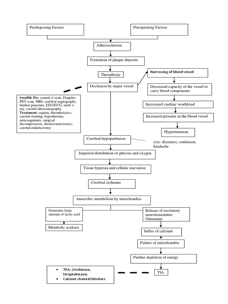 Increased Cardiac Workload: Ossible DX: Cranial CT Scan, Doppler | PDF ...