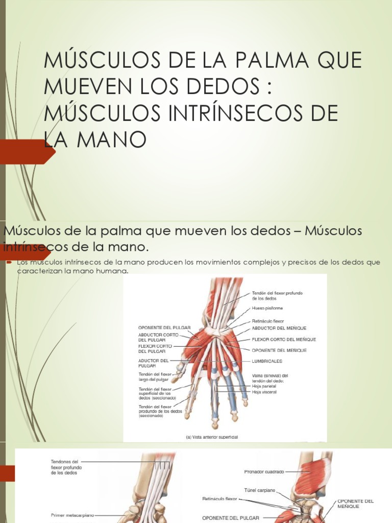 Músculos de La Palma Que Mueven Los Dedos | PDF