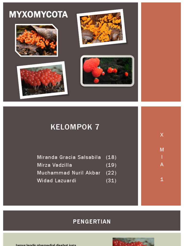 Ciri dan Siklus Hidup Myxomycota | PDF | Sains & Matematika
