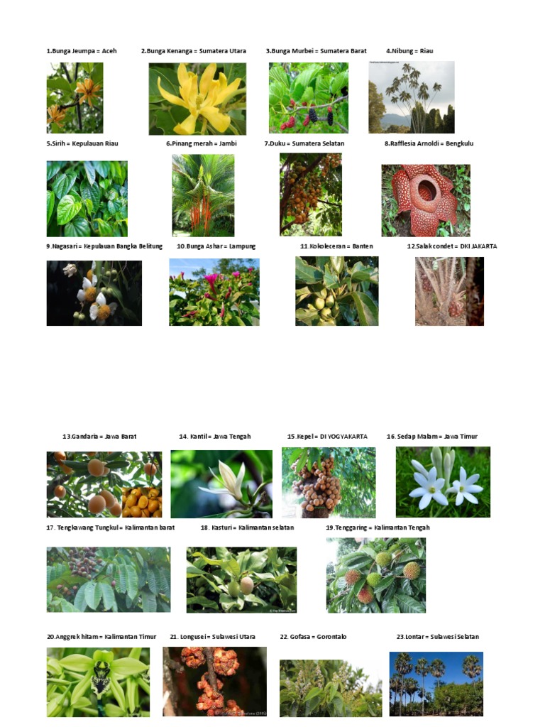 9.nagasari Kepulauan Bangka Belitung 10.bunga Ashar Lampung 11 ...