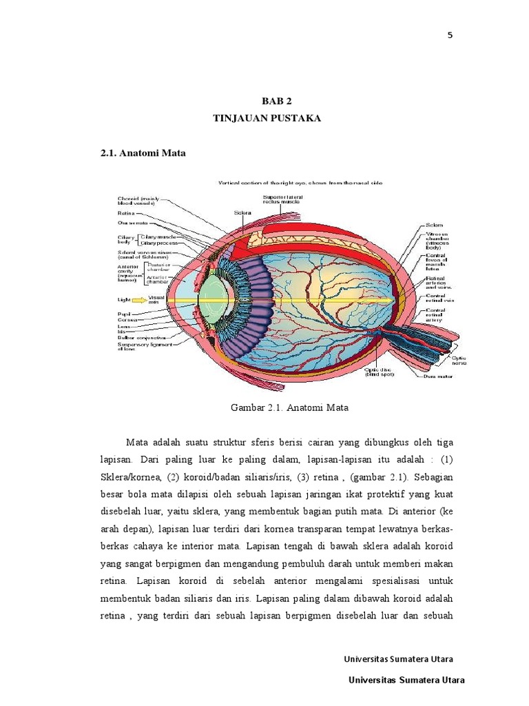 Anatomi dan Refraksi Mata Manusia | PDF