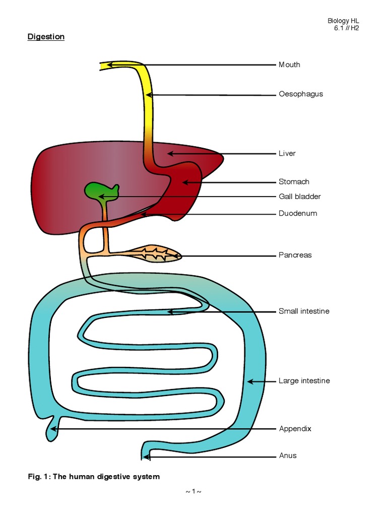 Human Digestive System Overview | PDF | Digestion | Stomach