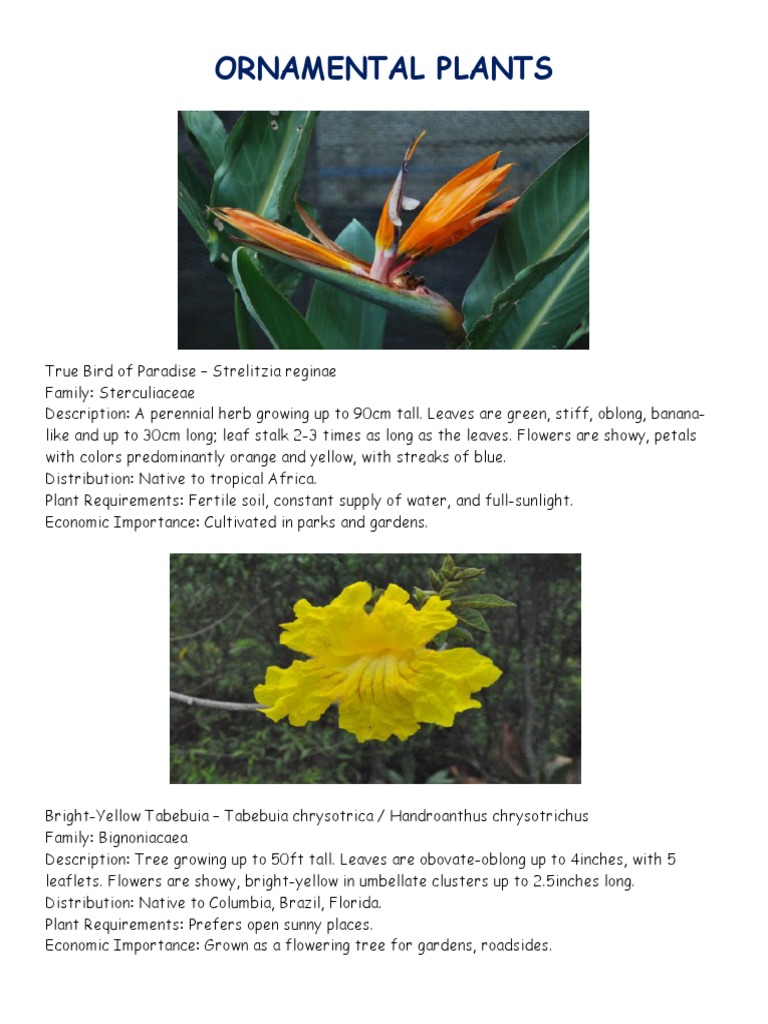 Ornamental Plants | PDF