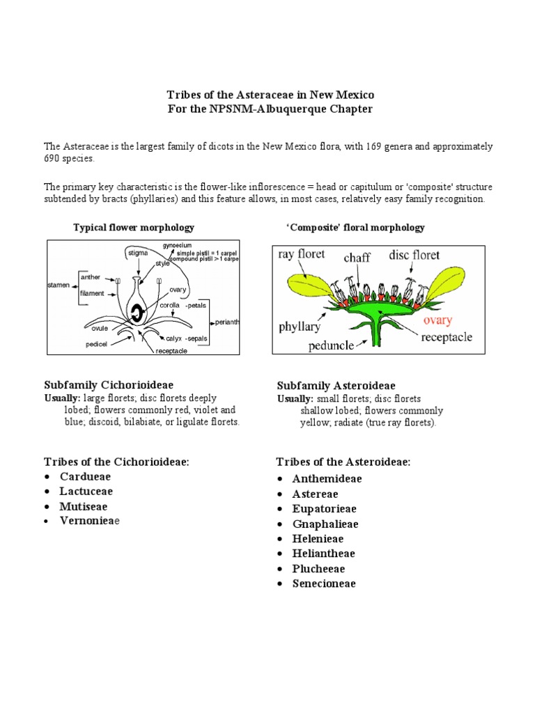 Asteraceae Tribes in New Mexico | PDF | Plants | Horticulture And Gardening