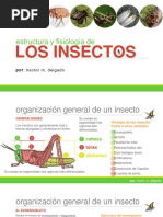 Evolución de Insectos: Cronología y Origen | PDF | Insectos | Escala de ...
