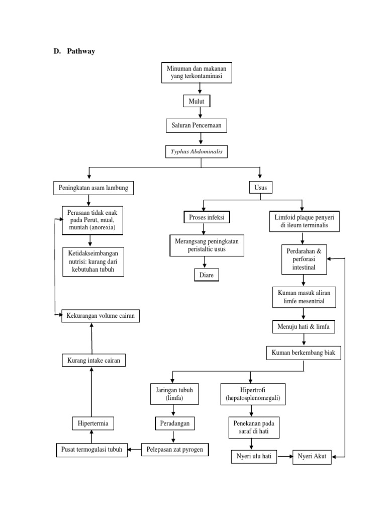 D. Pathway: Typhus Abdominalis | PDF