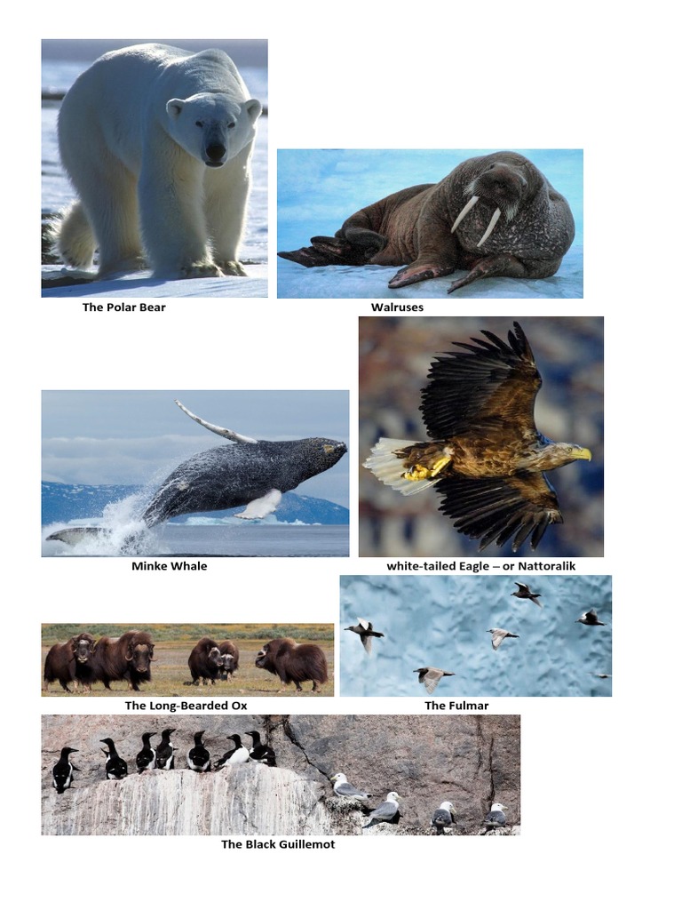 The Polar Bear Walruses: White-Tailed Eagle - or Nattoralik | PDF