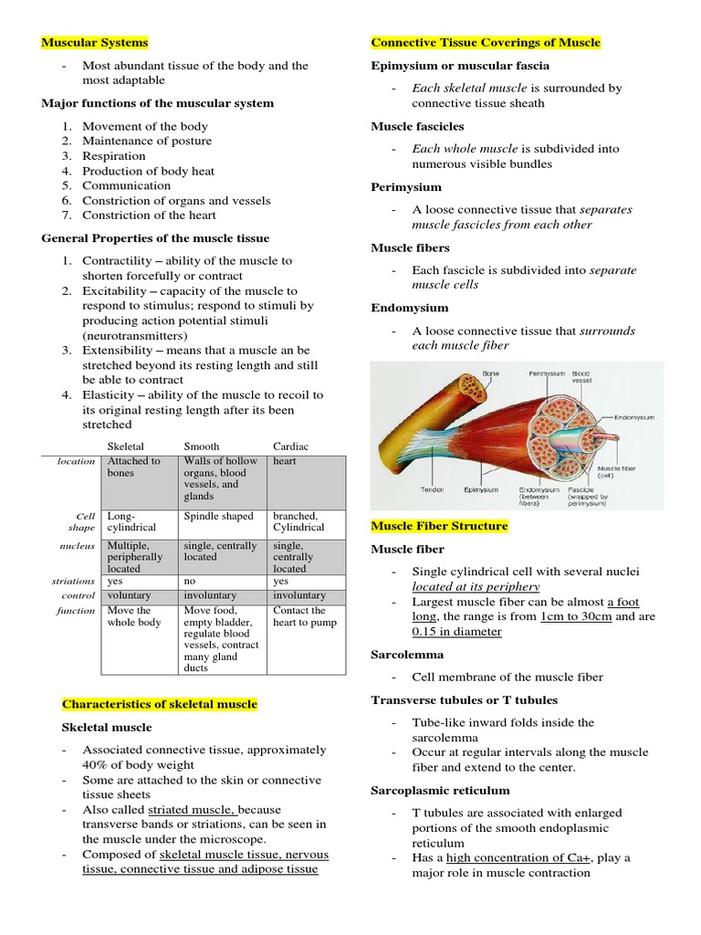 AnaPhy Lesson 6 Muscular SYstem | PDF | Skeletal Muscle | Muscle ...