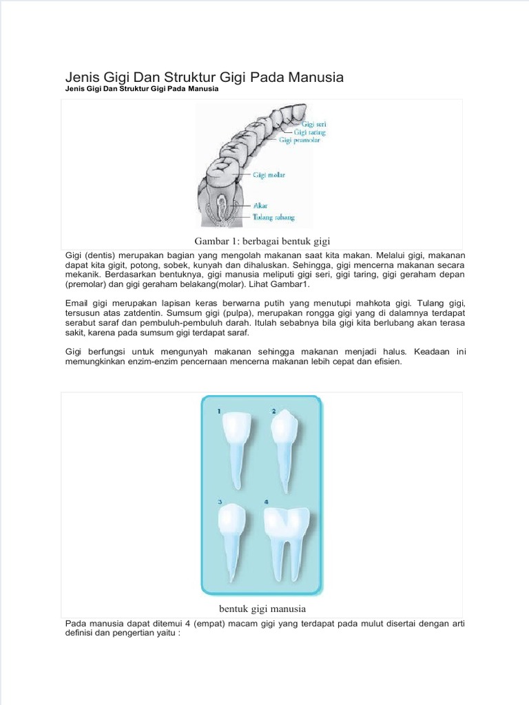 Struktur Dan Anatomi Gigi PDF | PDF