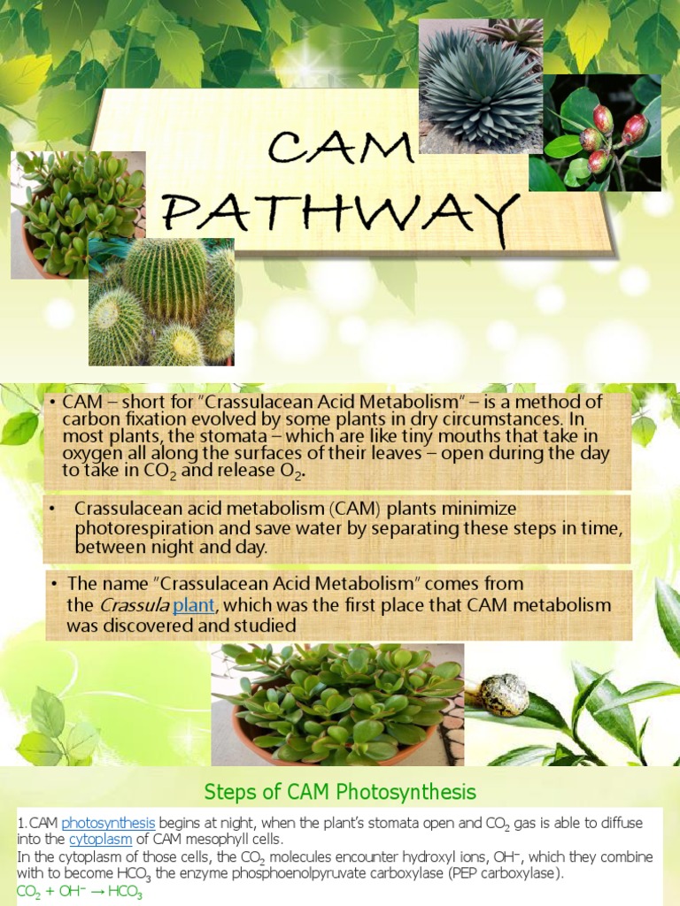 Cam Pathway In Plants