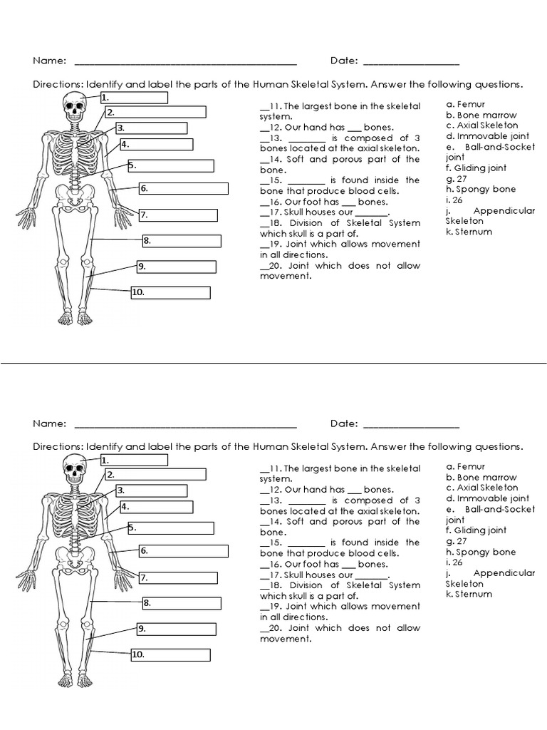 Skeletal System Quiz | PDF | Skeleton | Bone