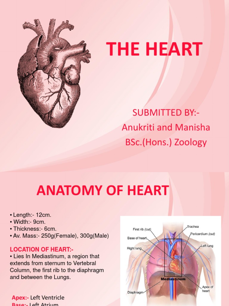 The Heart | PDF | Heart Valve | Coronary Circulation