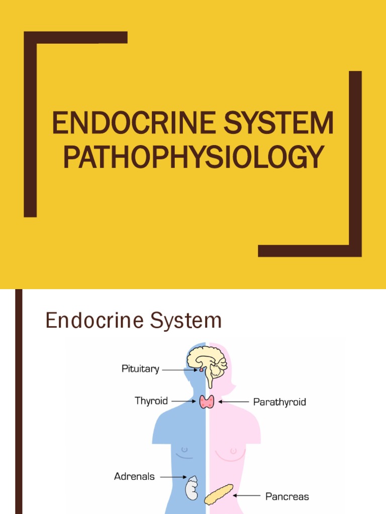 Endocrine System (Pathophysiology) | PDF | Thyroid | Hypothyroidism