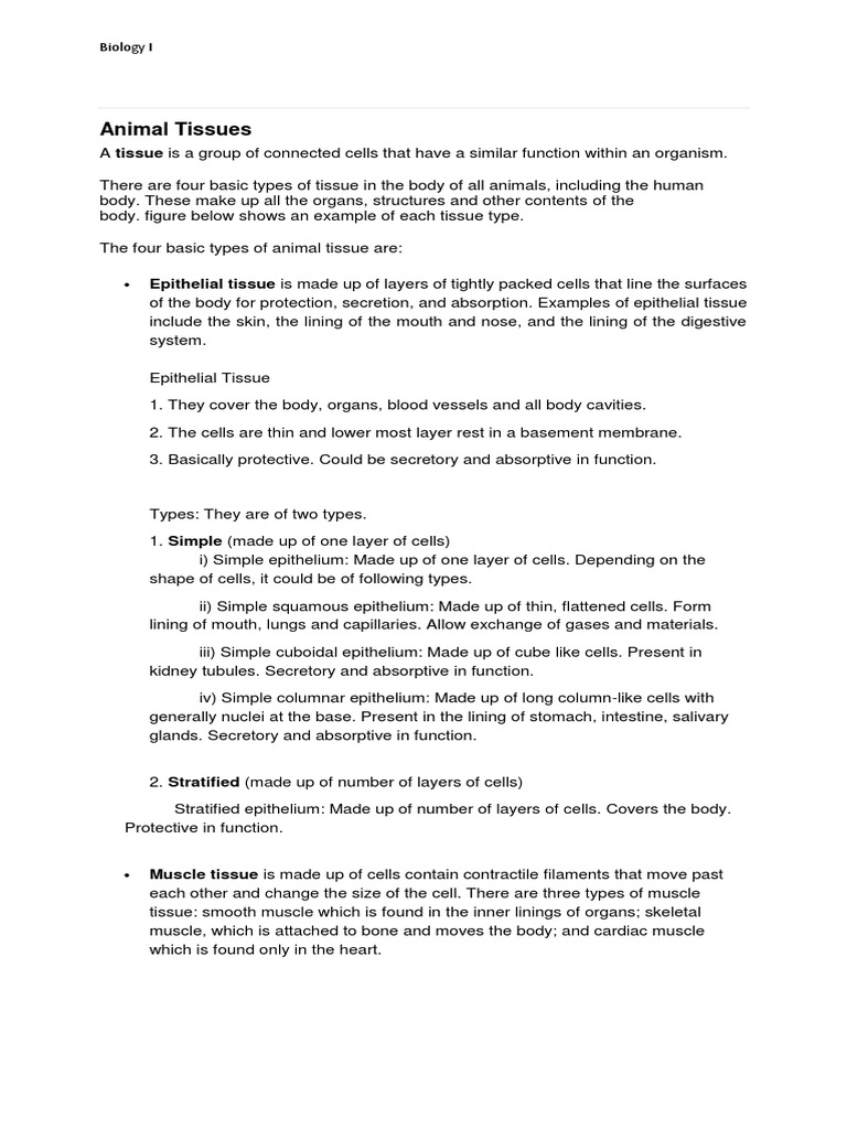 Animal Tissues: Epithelial Tissue Is Made Up of Layers of Tightly ...